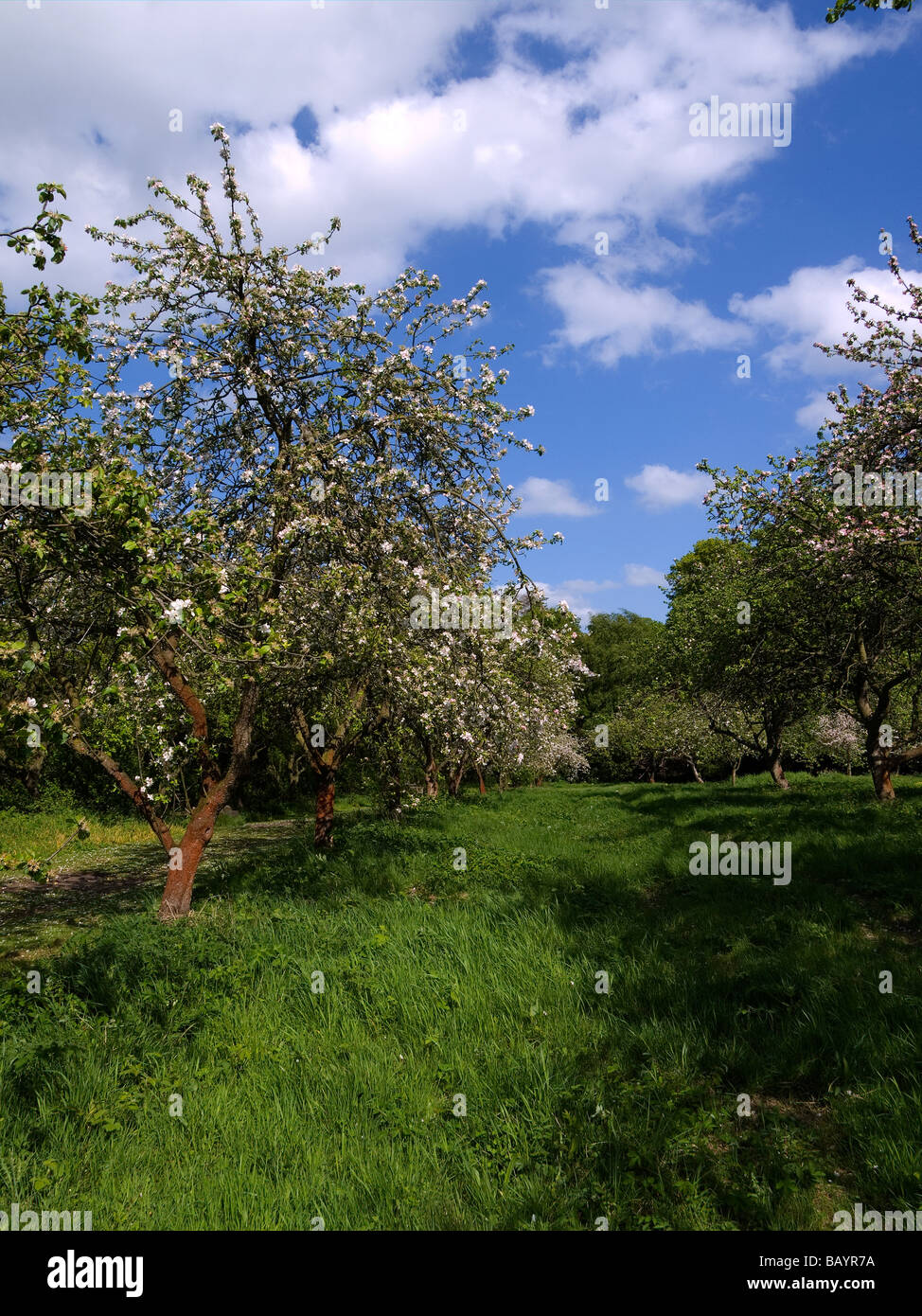 Apple trees in bloom hi-res stock photography and images - Alamy
