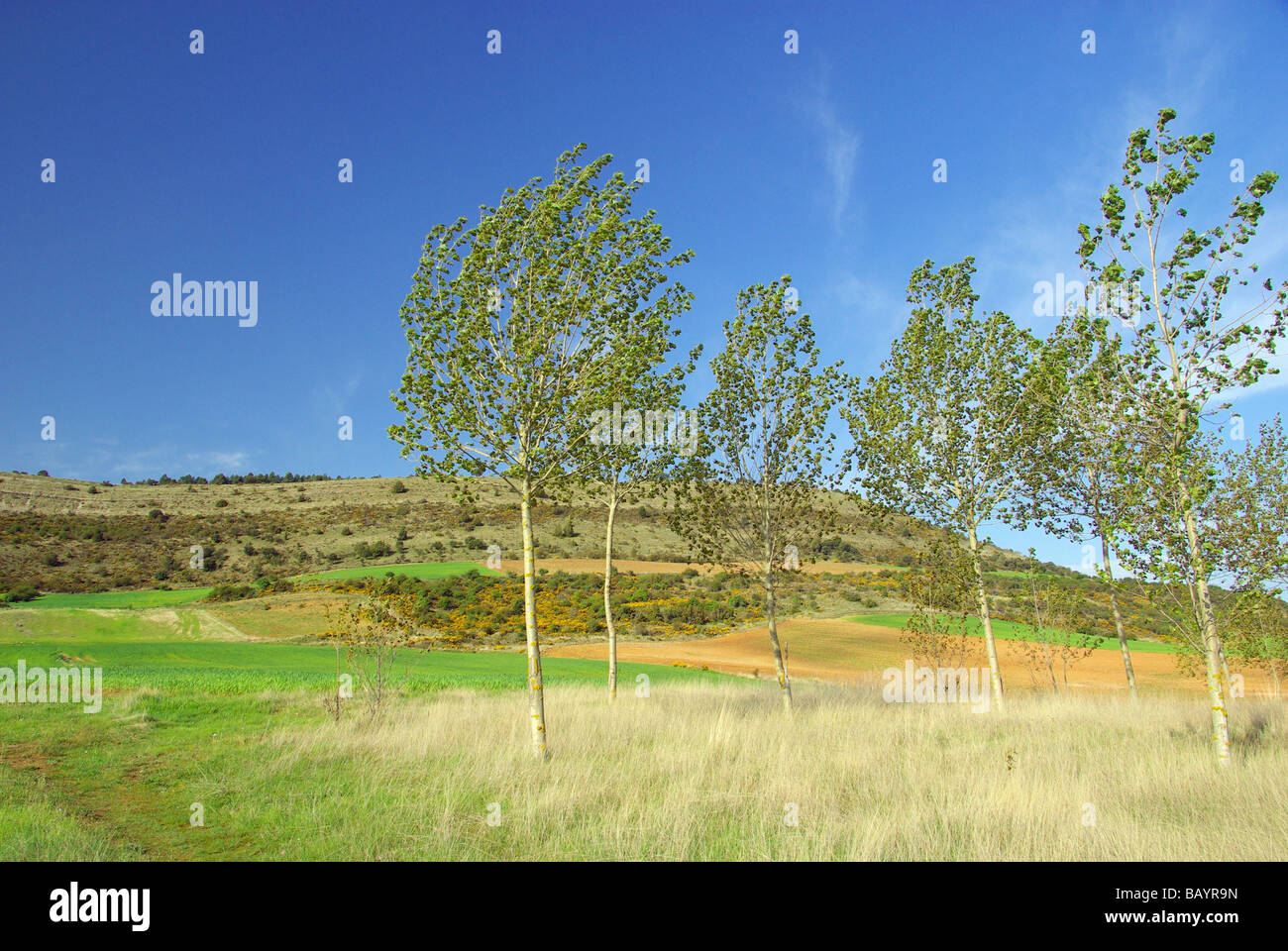 Wald f hi-res stock photography and images - Alamy