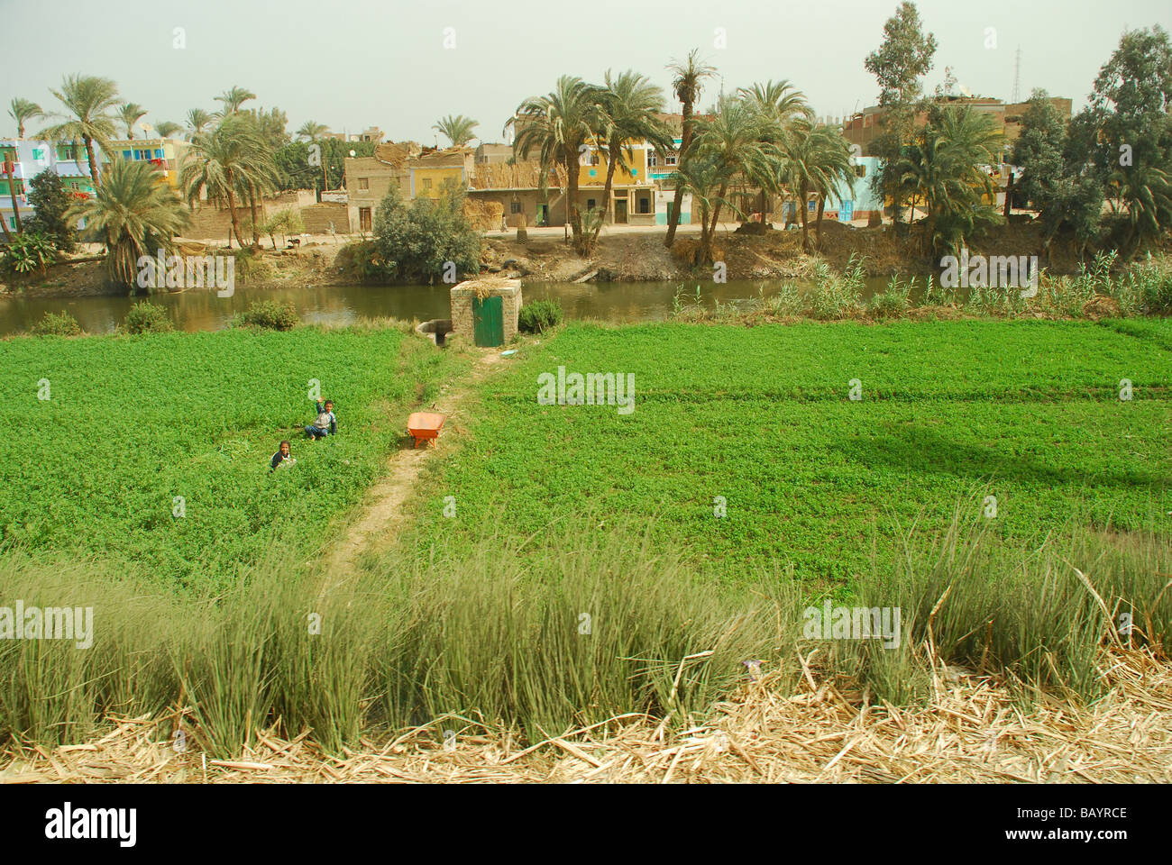 Nile River Farming