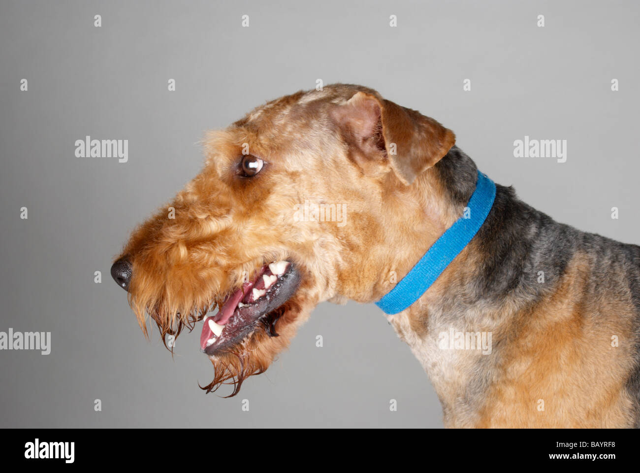 Airedale grooming hi-res stock photography and images - Alamy