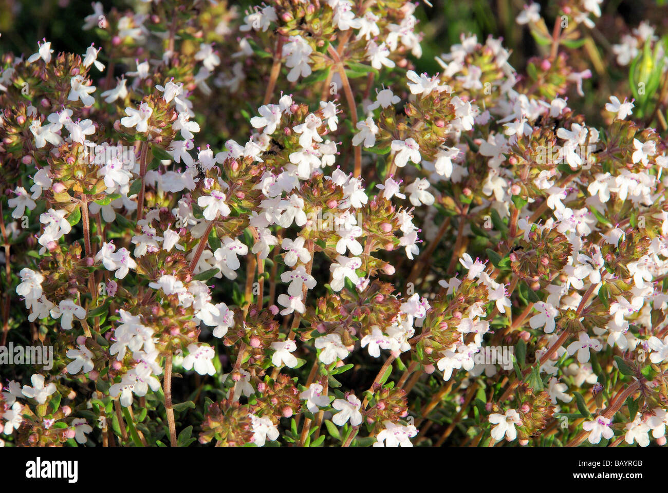 Thymian hi-res stock photography and images - Alamy