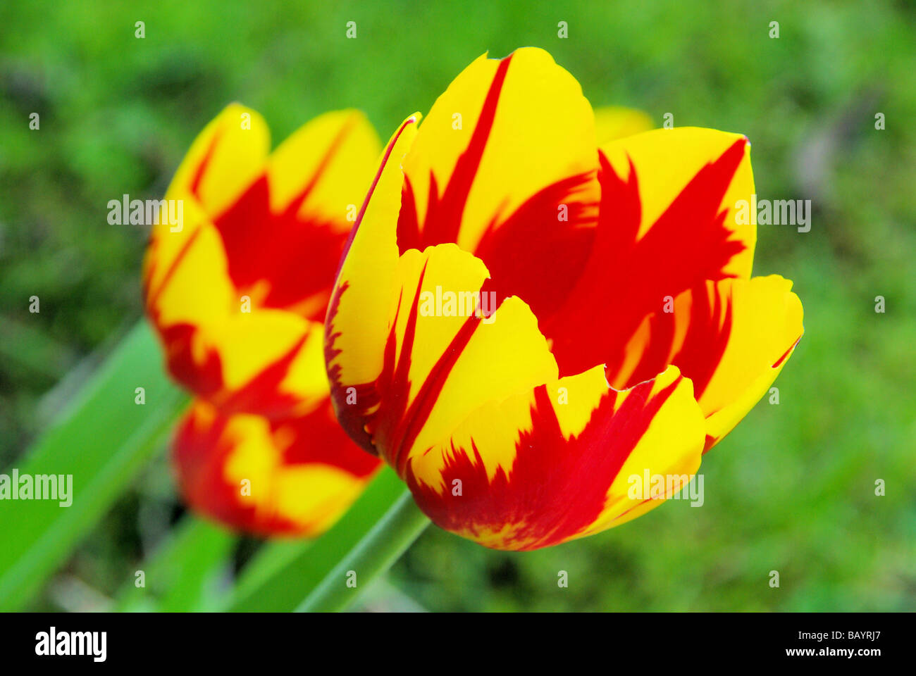 Tulpe rot gelb tulip red yellow 01 Stock Photo - Alamy