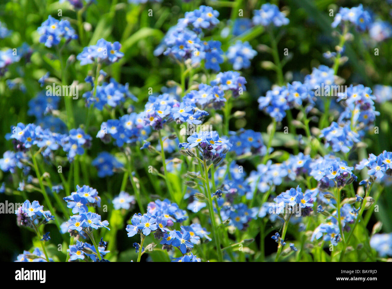Vergissmeinnicht forget me not 05 Stock Photo - Alamy