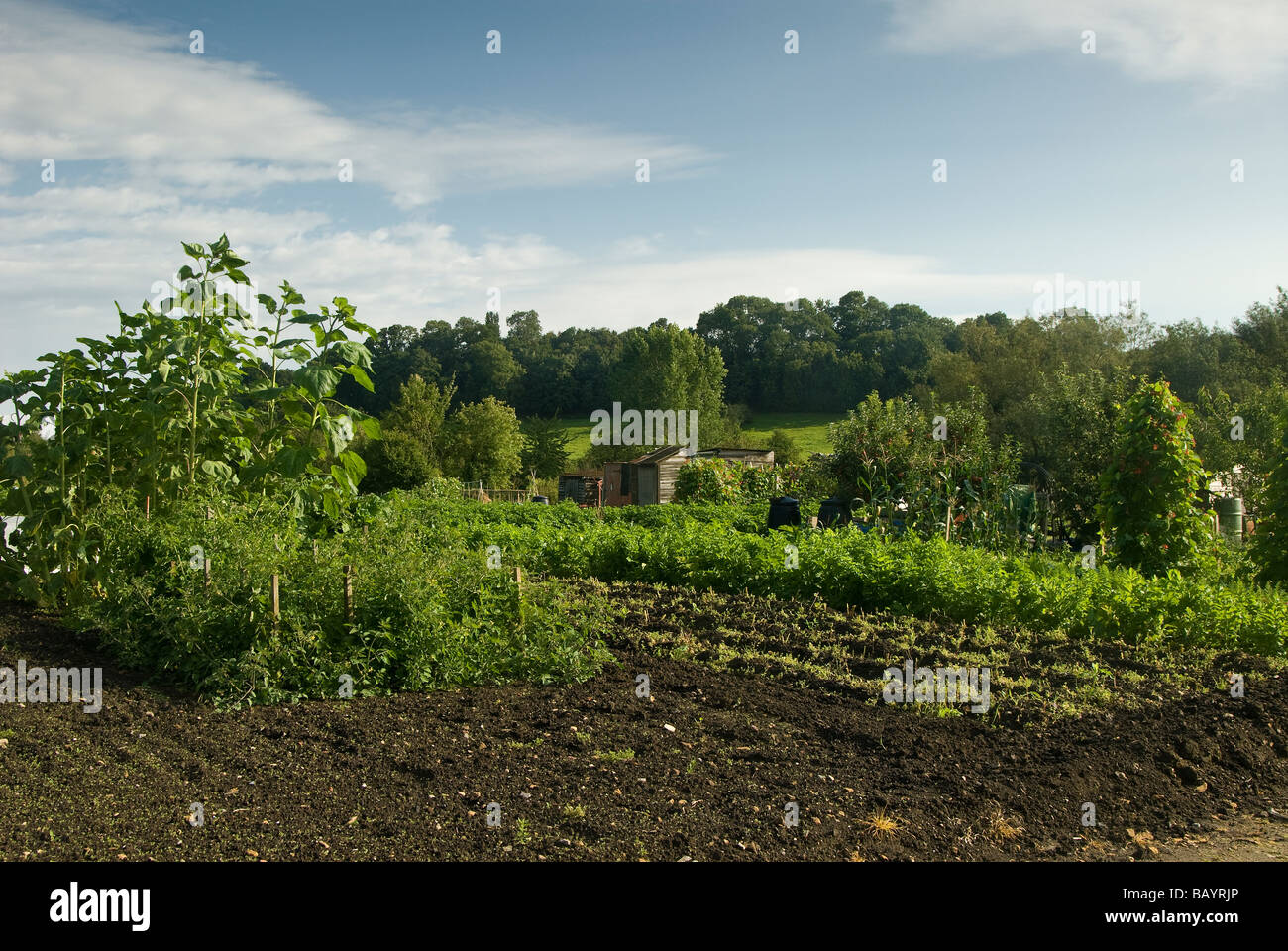 An allotment garden of vegetables, Warwickshire, England, UK Stock ...