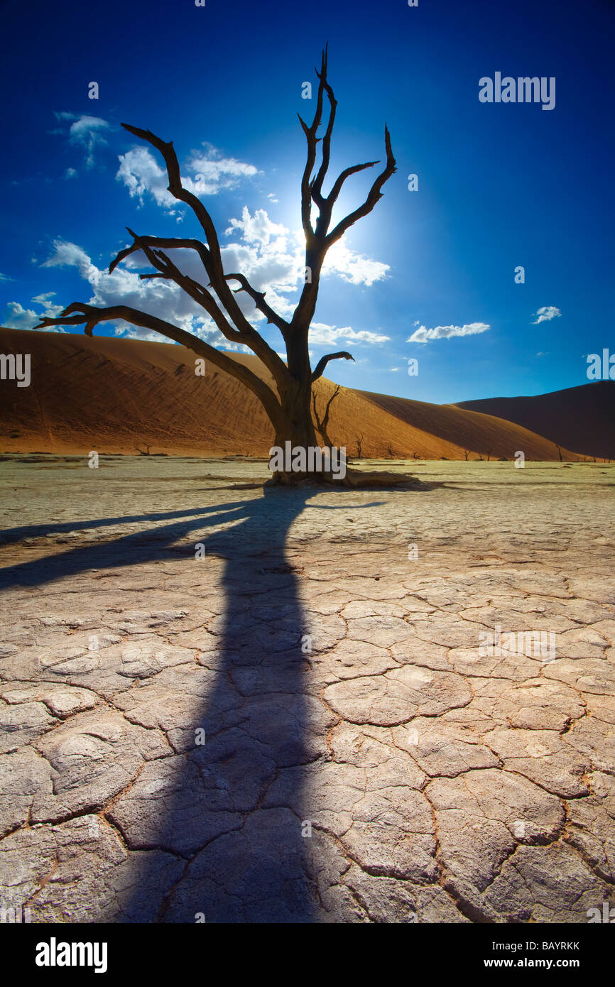 Landscape picture of the silhouette of a dead tree a surrounded by ...