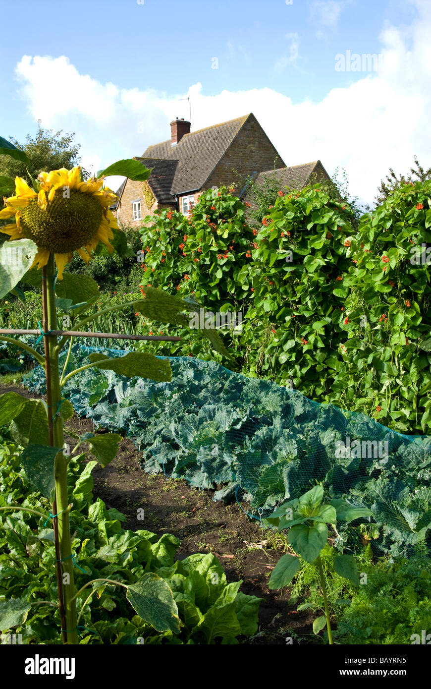 An allotment garden of vegetables, Warwickshire, England, UK Stock ...