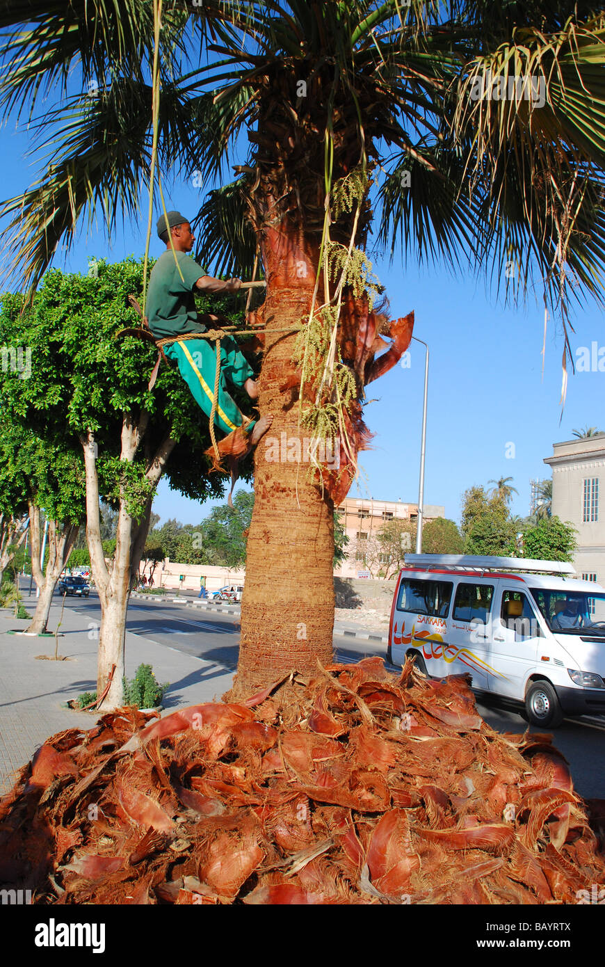 Trimming A Palm Tree High Resolution Stock Photography and Images - Alamy