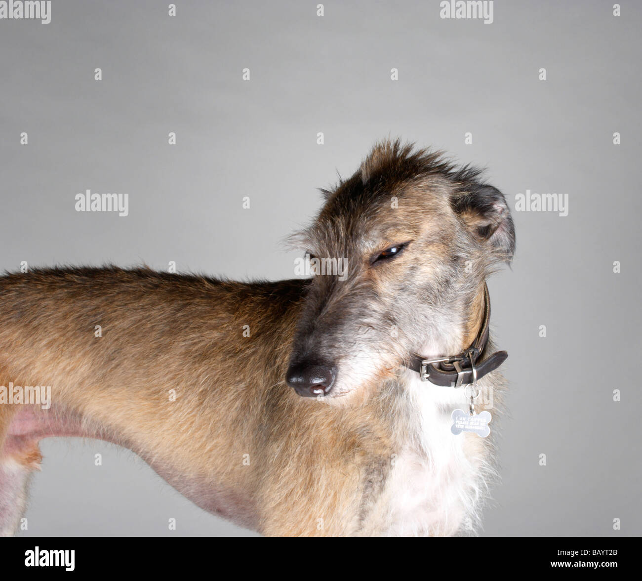 Black dog squinting hi-res stock photography and images - Alamy