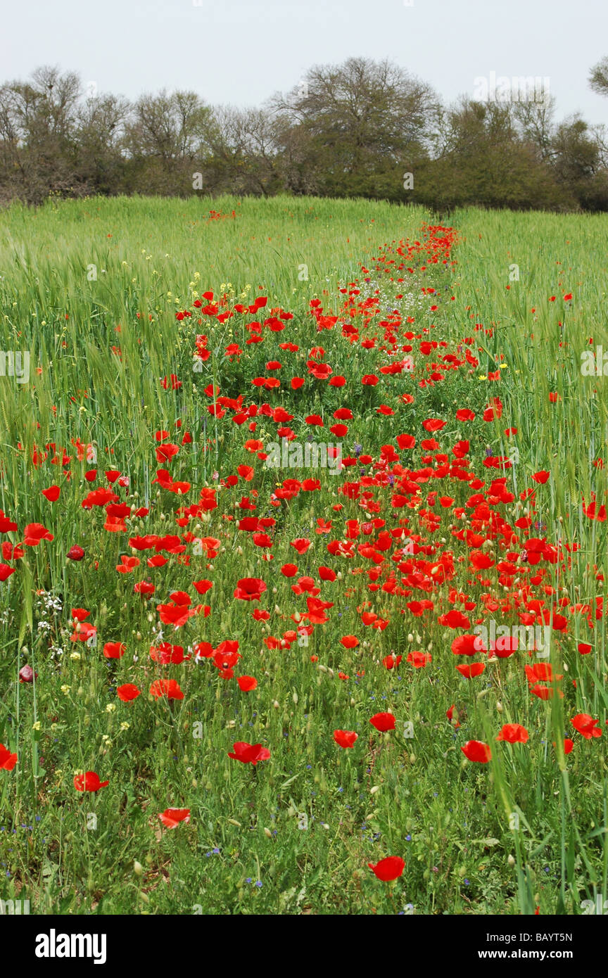 Tunis landscape , Africa. spring. Poppies Stock Photo - Alamy