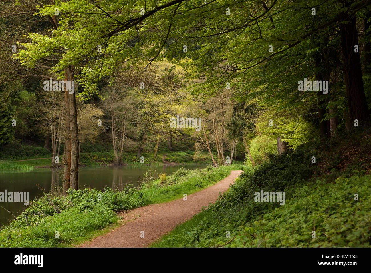 UK Gloucestershire Forest of Dean Soudley Ponds Nature Reserve Stock ...