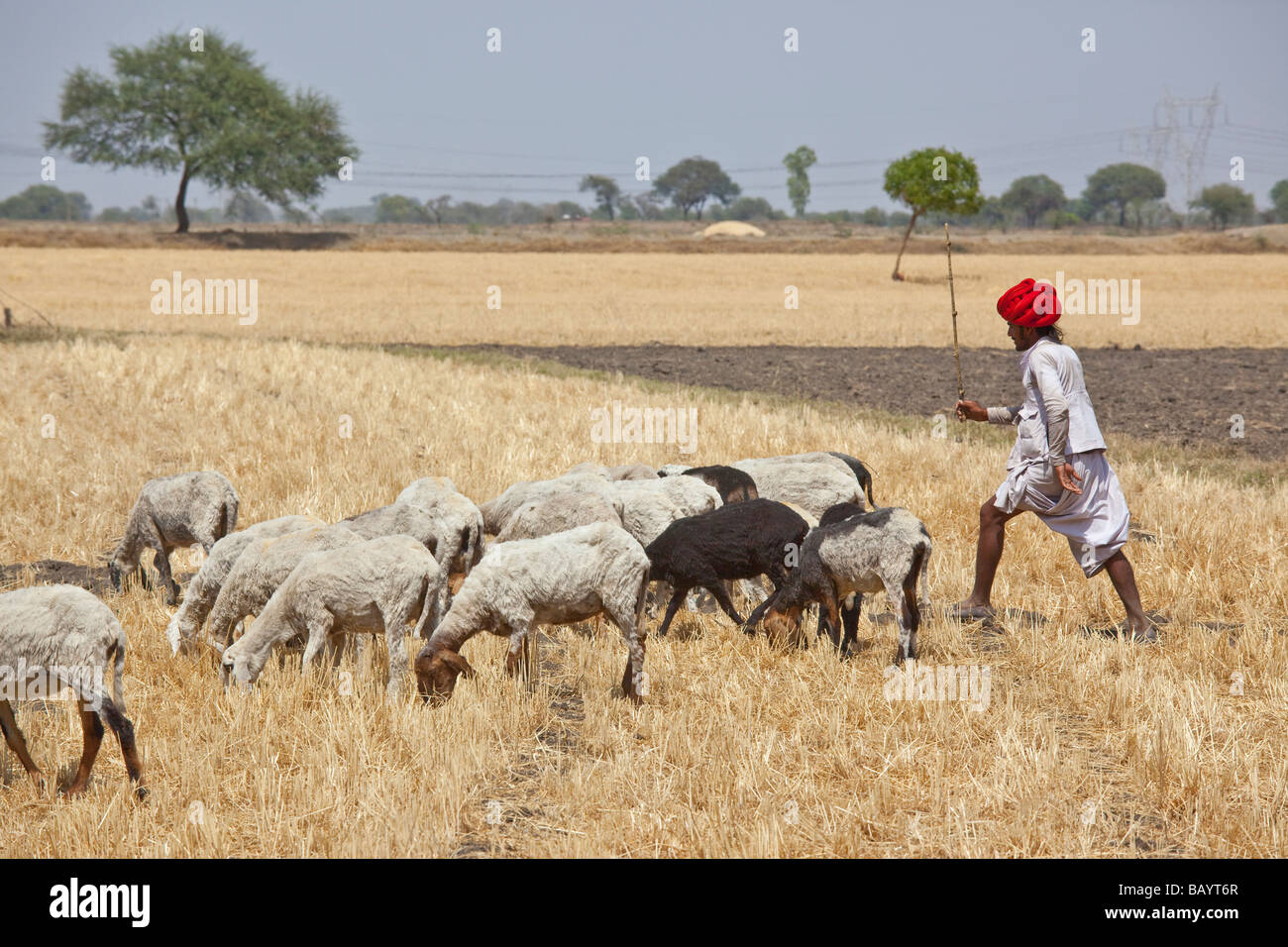 Shepherd india hi-res stock photography and images - Alamy