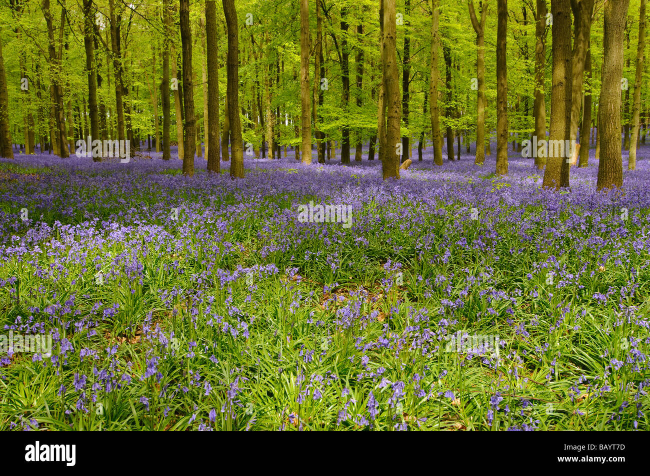 Bluebells at Dockey Wood, Ashridge Estate Stock Photo - Alamy