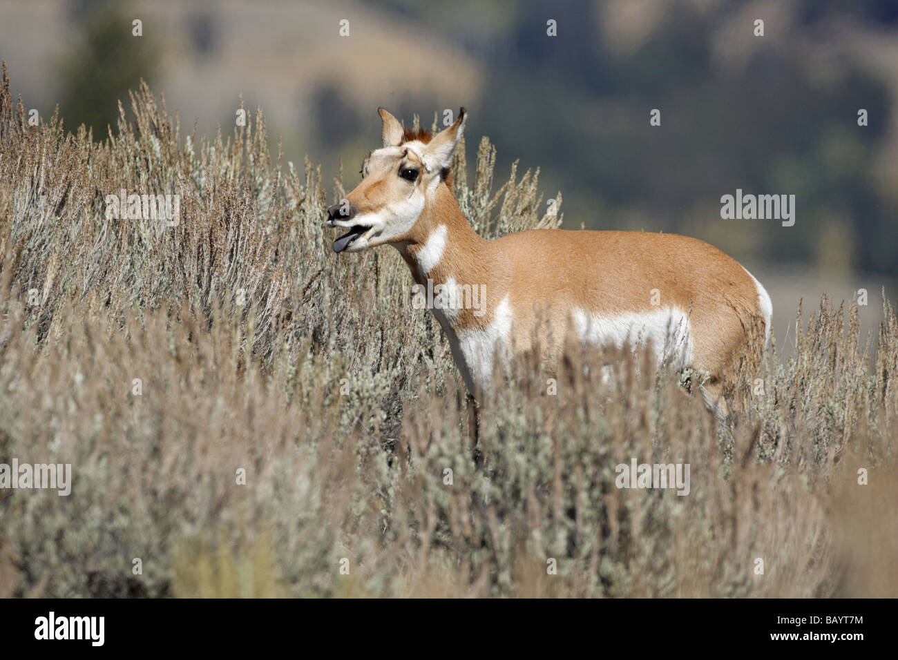 Pronghorn Antelope Antilocapra americana female standing in the sage ...