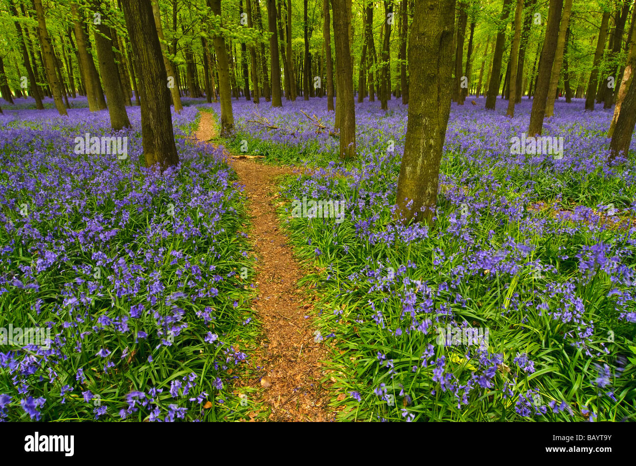 Bluebells at Dockey Wood, Ashridge Estate Stock Photo - Alamy