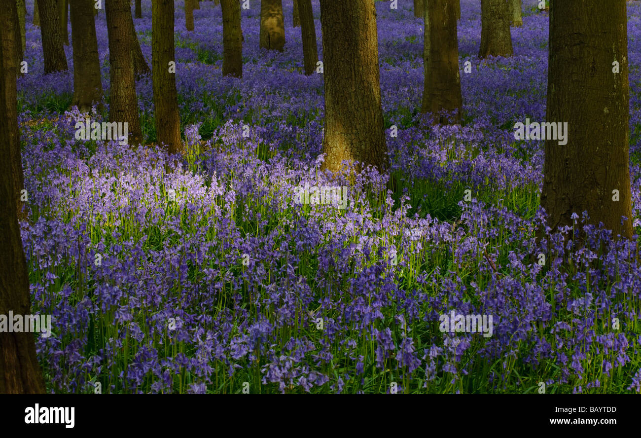 Bluebells at Dockey Wood, Ashridge Estate Stock Photo - Alamy