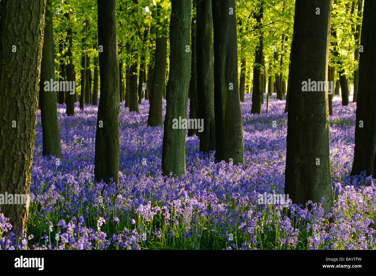 Bluebells at Dockey Wood, Ashridge Estate Stock Photo - Alamy