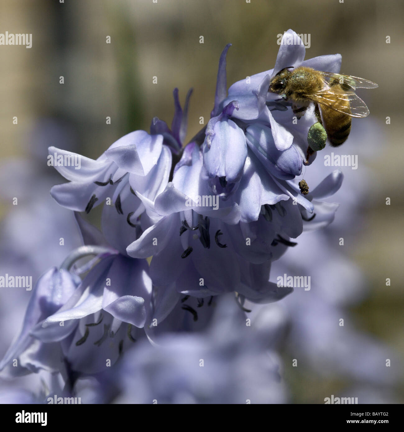 A honey bee collecting unusual green pollen from bluebells, A large ...