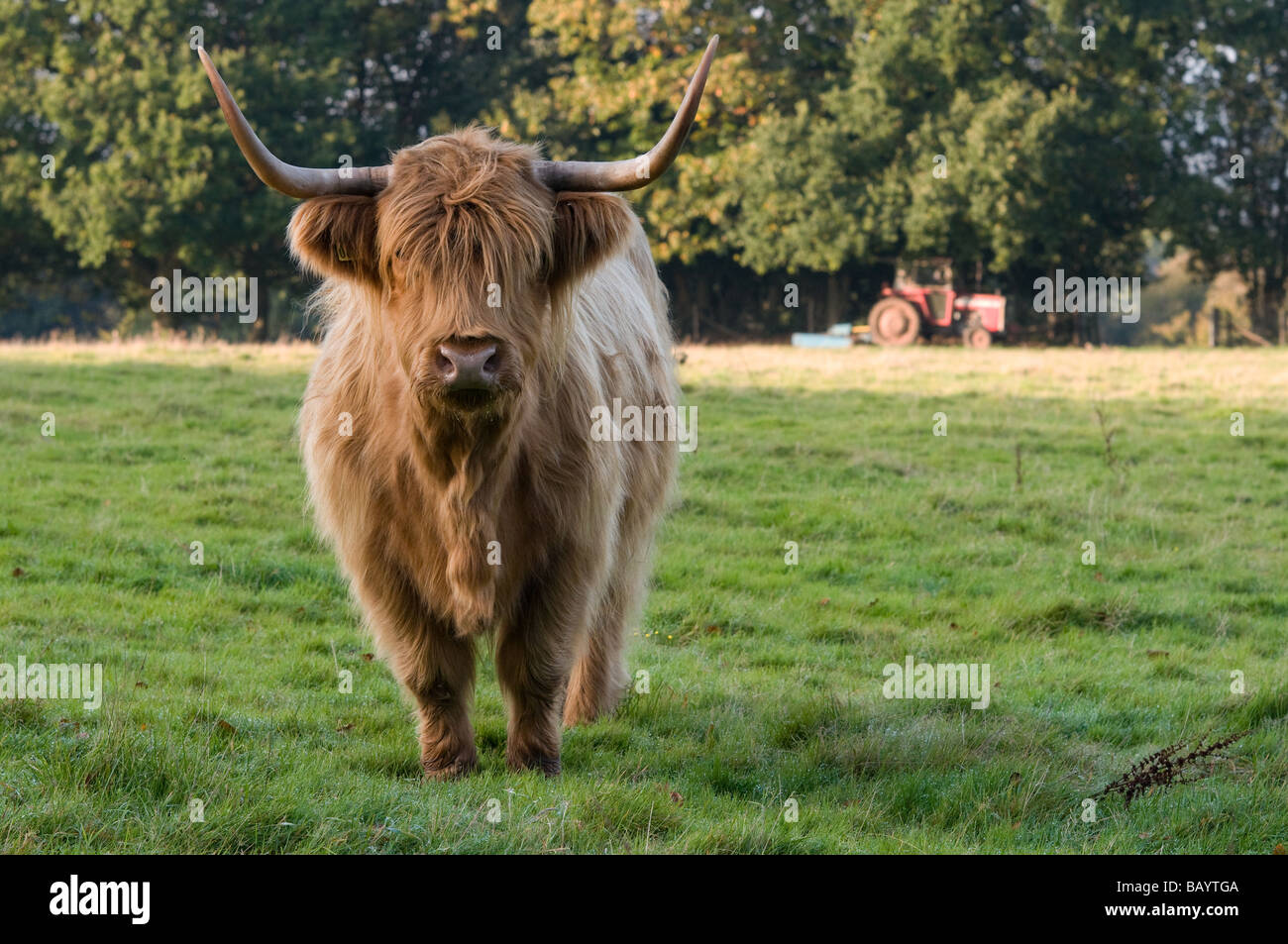 Highland Cow with Tractor behind Stock Photo - Alamy