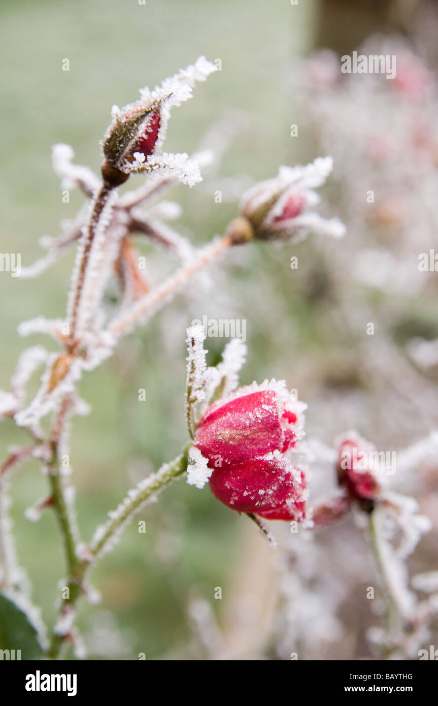 A Frozen Rose Stock Photo - Alamy