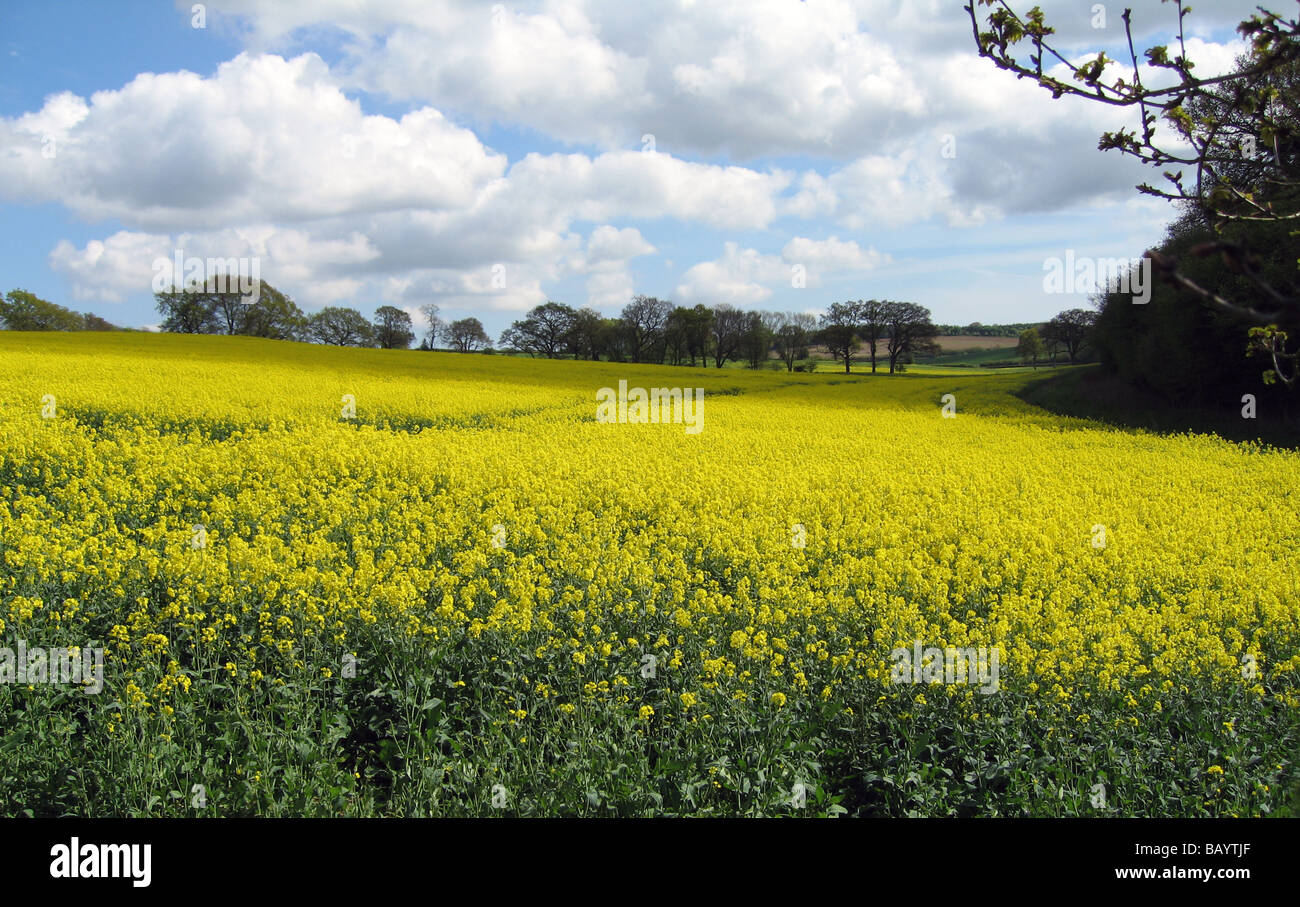 Rapeseed field hi-res stock photography and images - Alamy