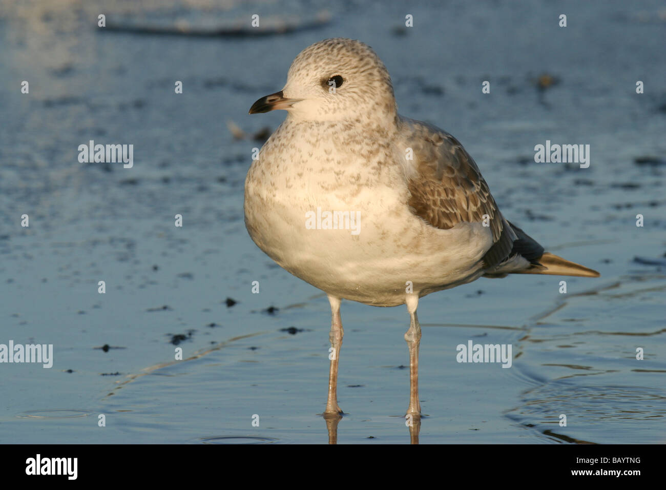 1st winter immature hi-res stock photography and images - Alamy