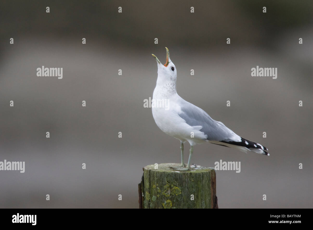 Displaying head plumage hi-res stock photography and images - Alamy