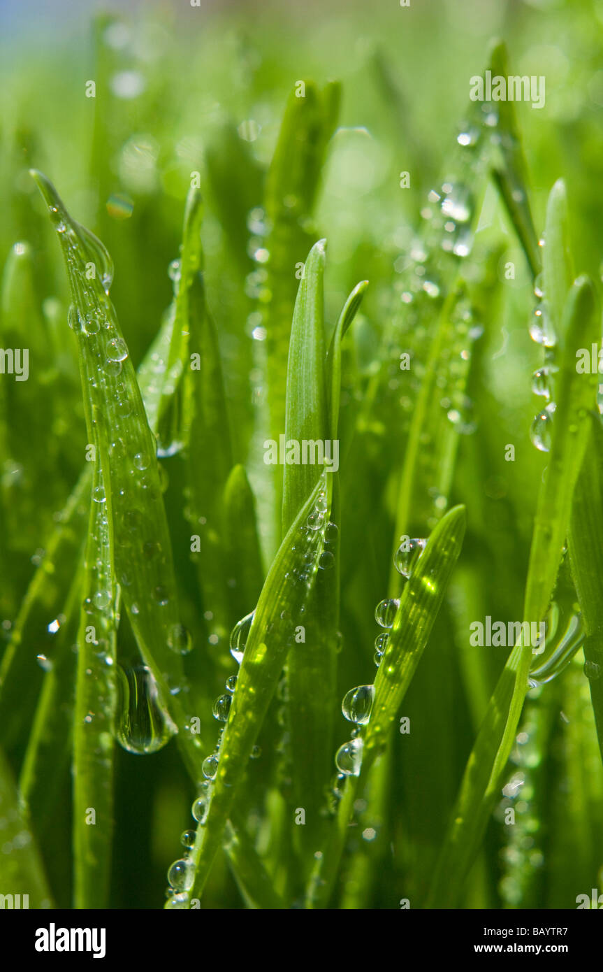 Close-up of wheat grass blades with water droplets Stock Photo - Alamy