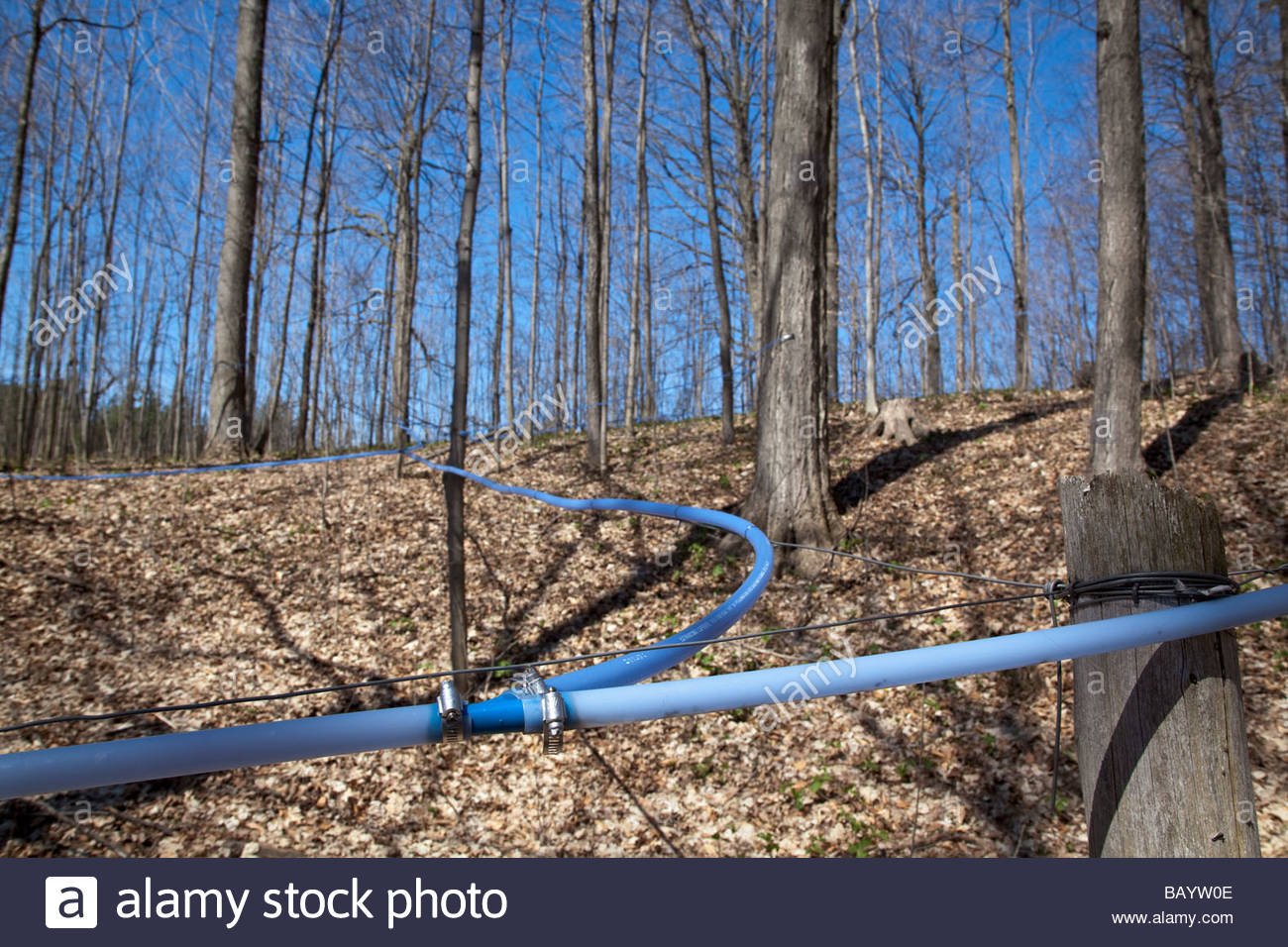 Maple Sugar Bush Stock Photos & Maple Sugar Bush Stock Images - Alamy