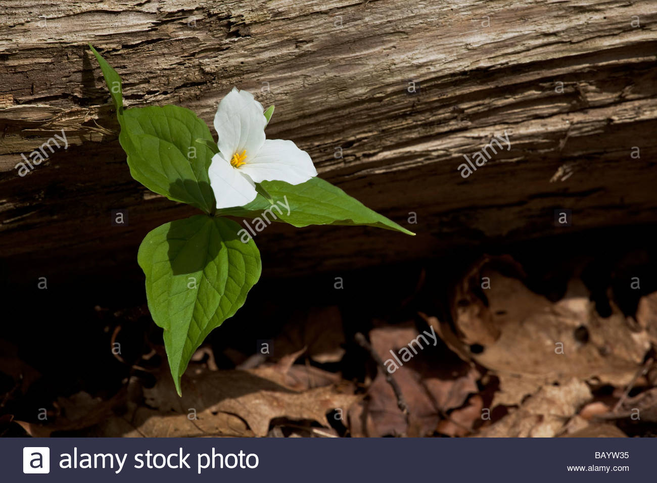 Trillium Flower Ontario High Resolution Stock Photography and Images ...