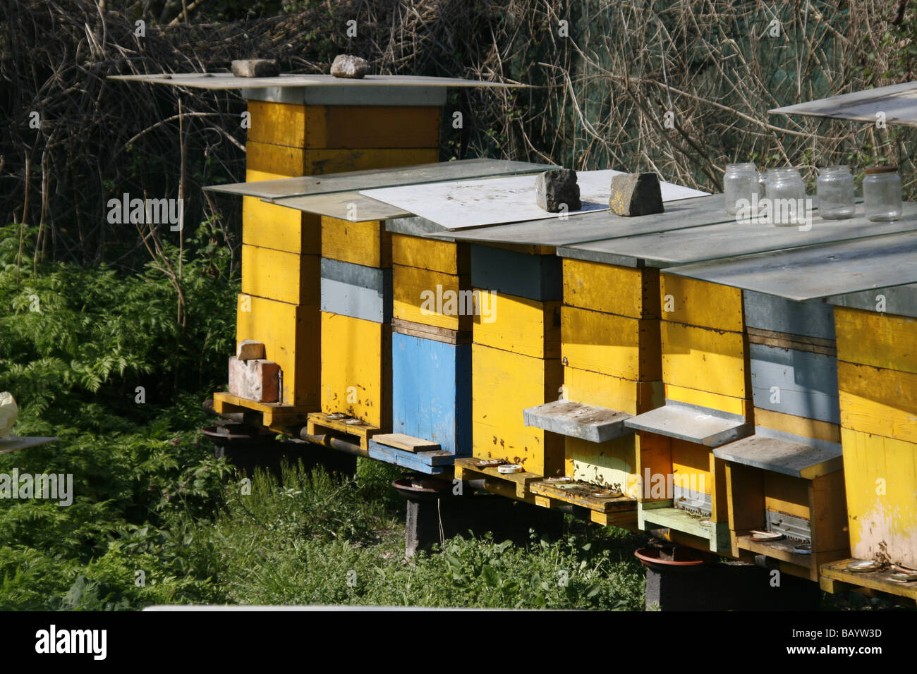 many bee hives in field in countryside Stock Photo - Alamy