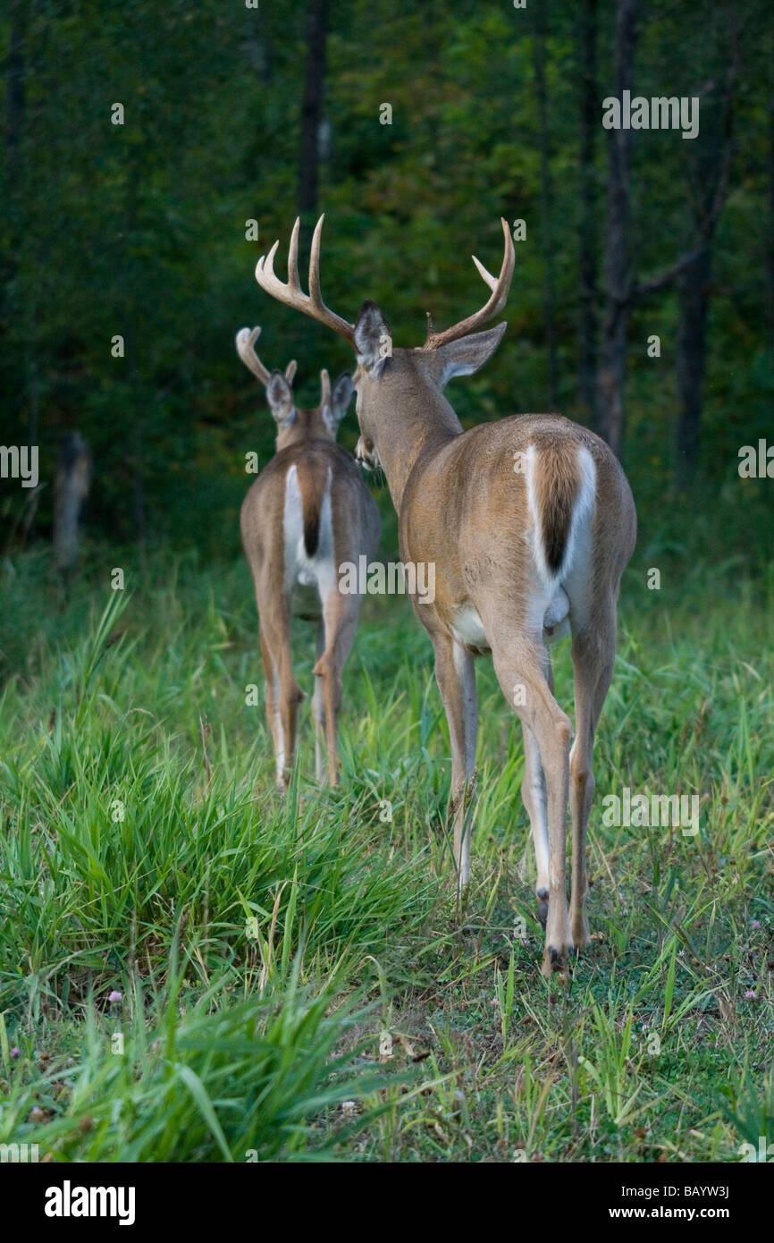 White tailed deer male group hi-res stock photography and images - Alamy