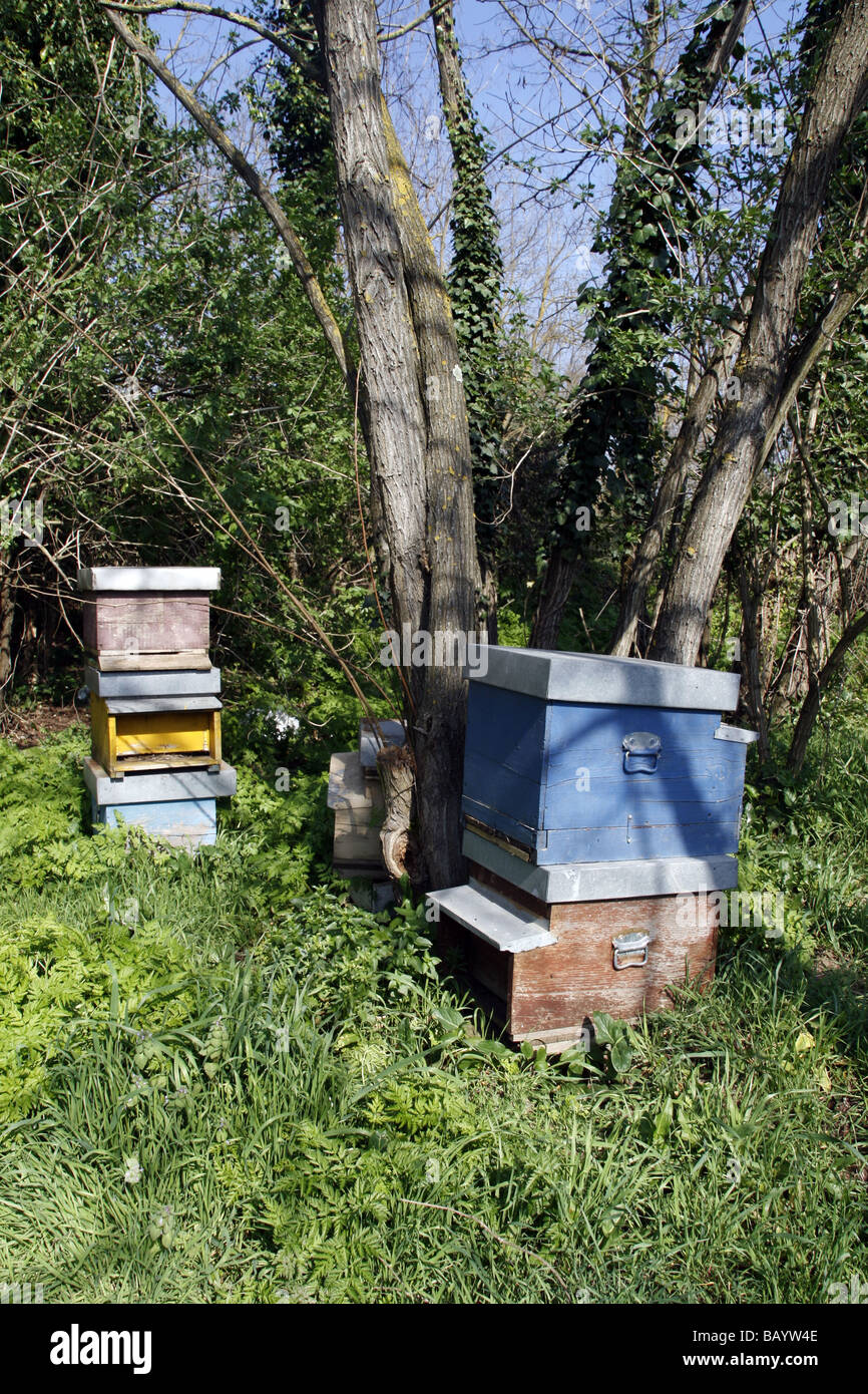 two bee hives in field in countryside Stock Photo - Alamy