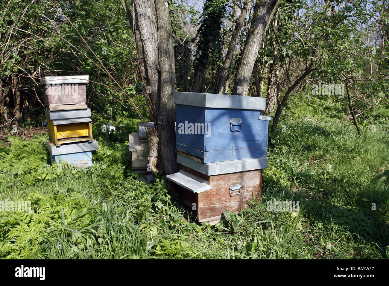 two bee hives in field in countryside Stock Photo - Alamy