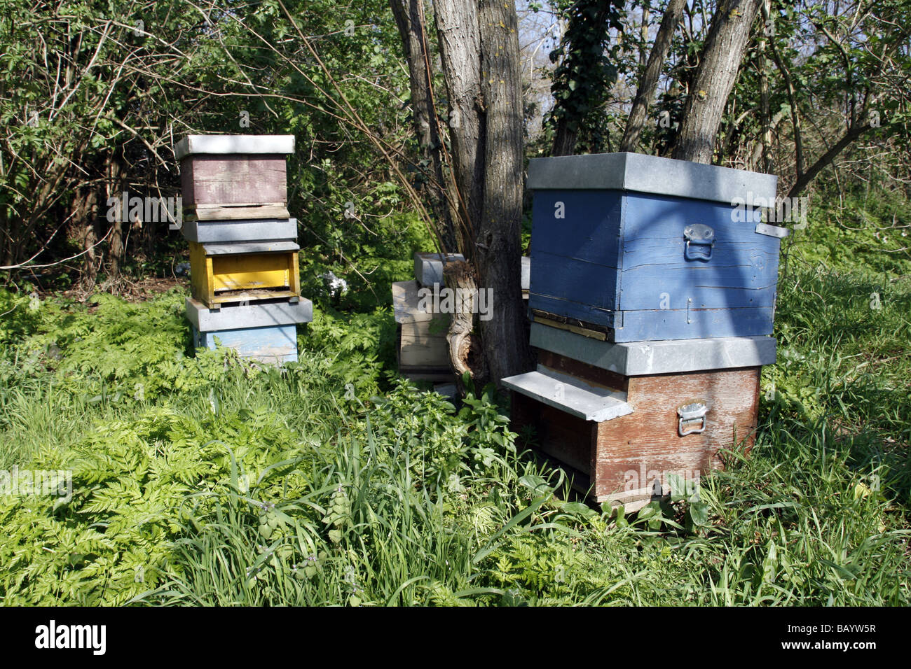 Long row of bee hives hi-res stock photography and images - Alamy