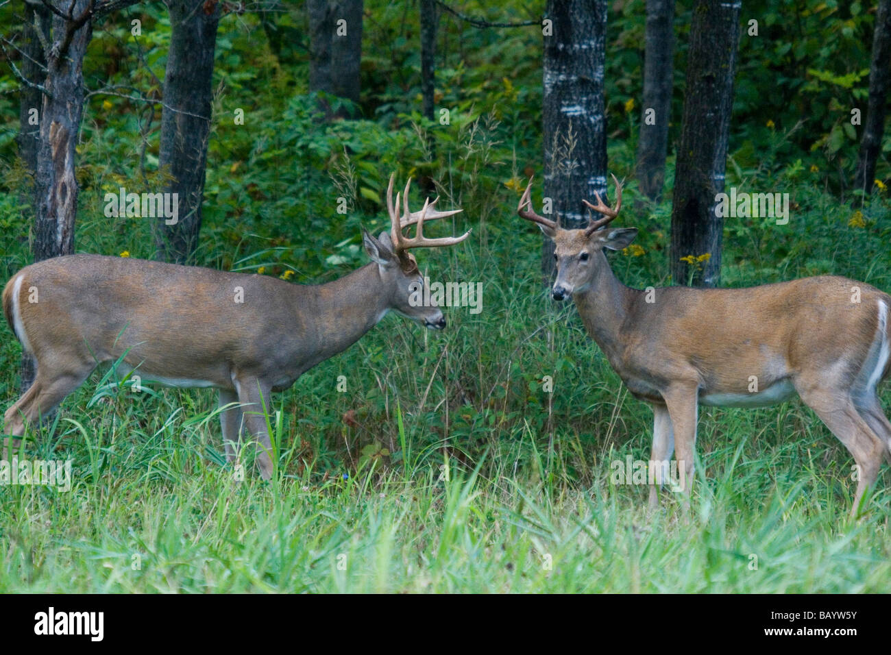 Young bucks sparring hi-res stock photography and images - Alamy