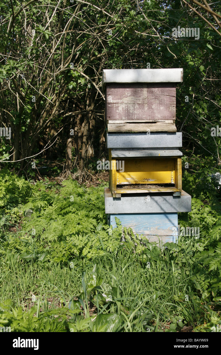 two bee hives in field in countryside Stock Photo - Alamy