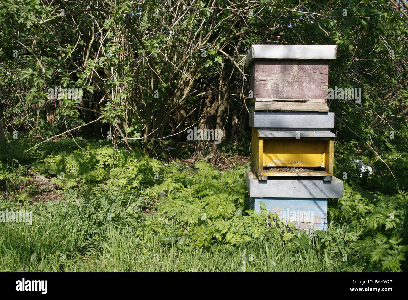 Long row of bee hives hi-res stock photography and images - Alamy