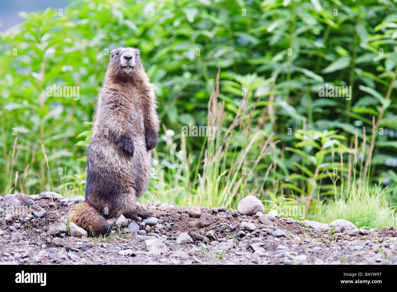 A hoary marmot, Alaska / British Columbia border Stock Photo - Alamy