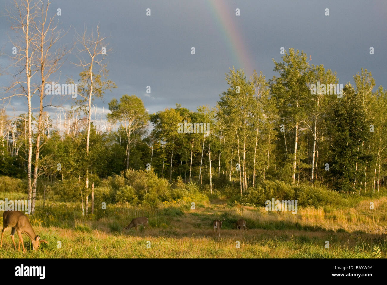 White-tailed deer with a rainbow overhead Stock Photo - Alamy