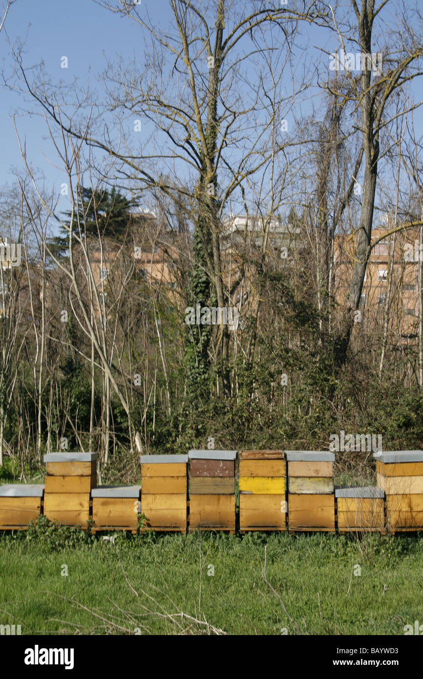 Bee hives in woods hi-res stock photography and images - Alamy