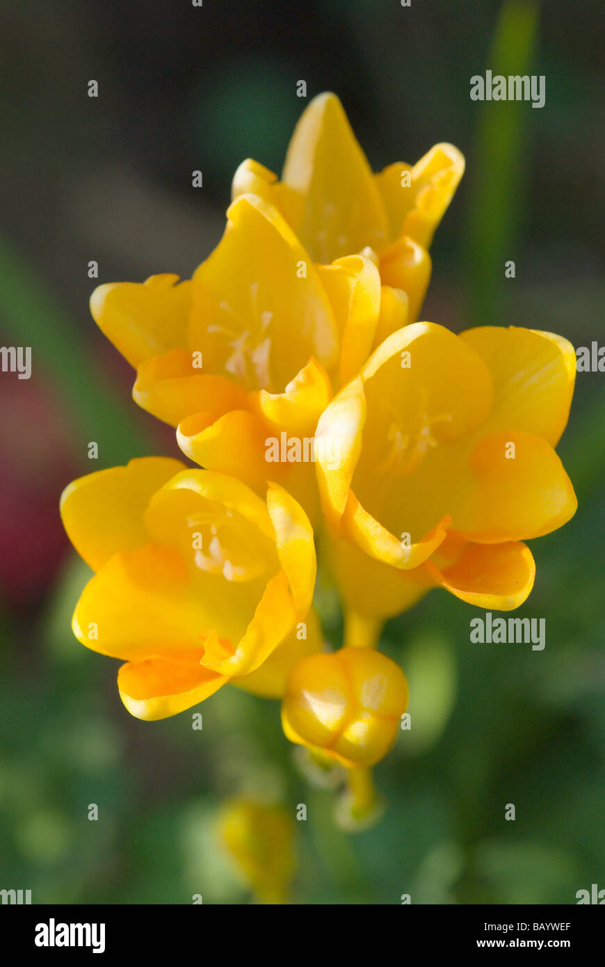 Ecklon hi-res stock photography and images - Alamy