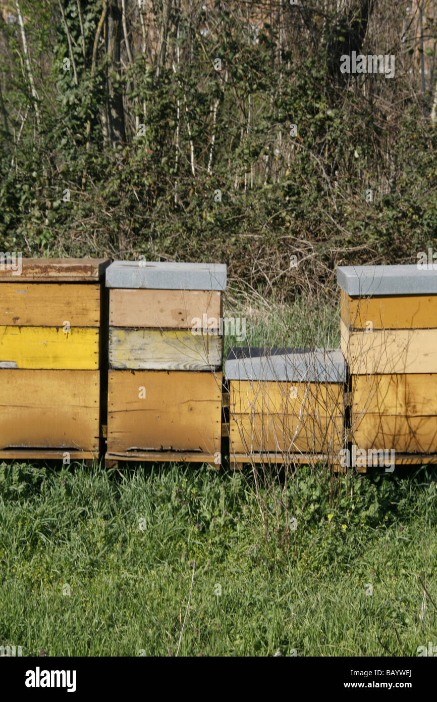 Bee hives in woods hi-res stock photography and images - Alamy