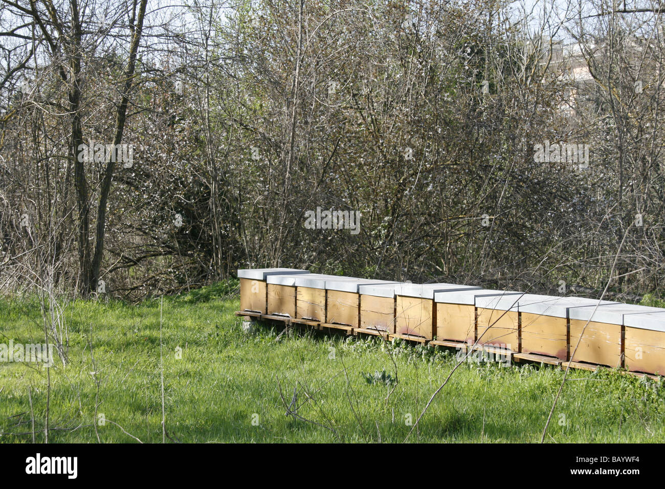 many bee hives in field in countryside Stock Photo - Alamy