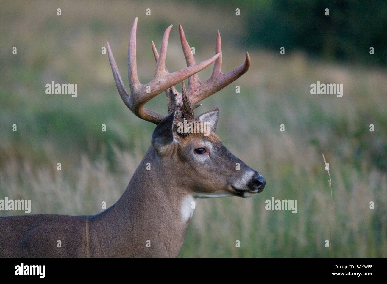Red deer antler growth hi-res stock photography and images - Alamy