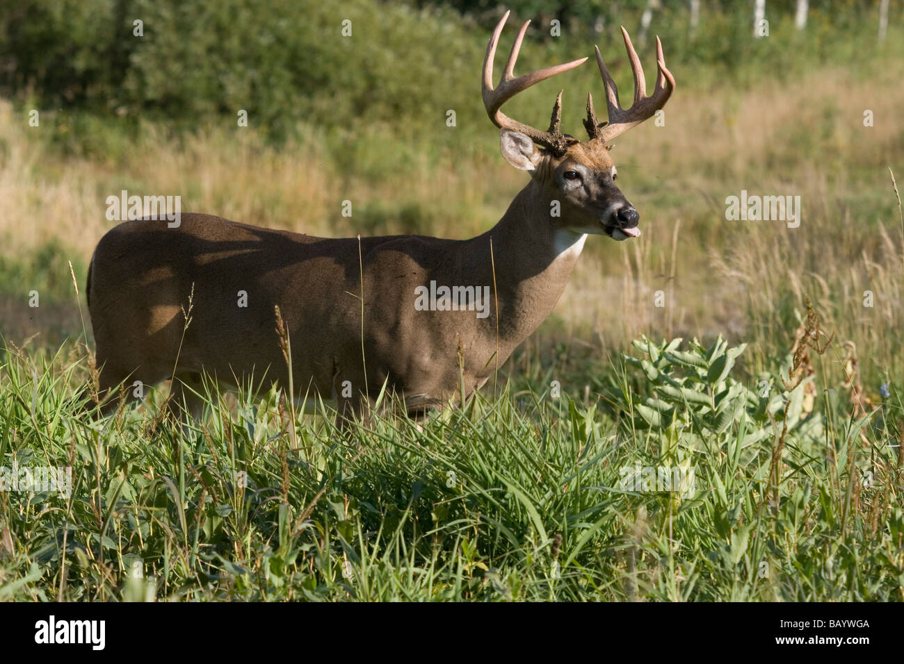 Whitetail buck looking out hi-res stock photography and images - Alamy