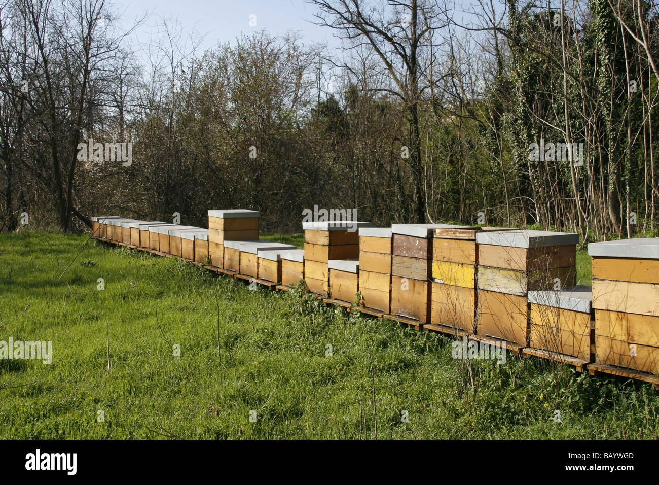 many bee hives in field in countryside Stock Photo - Alamy
