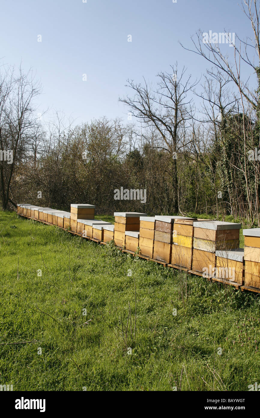 many bee hives in field in countryside Stock Photo - Alamy
