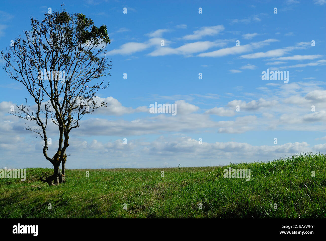 Lost tree hi-res stock photography and images - Alamy