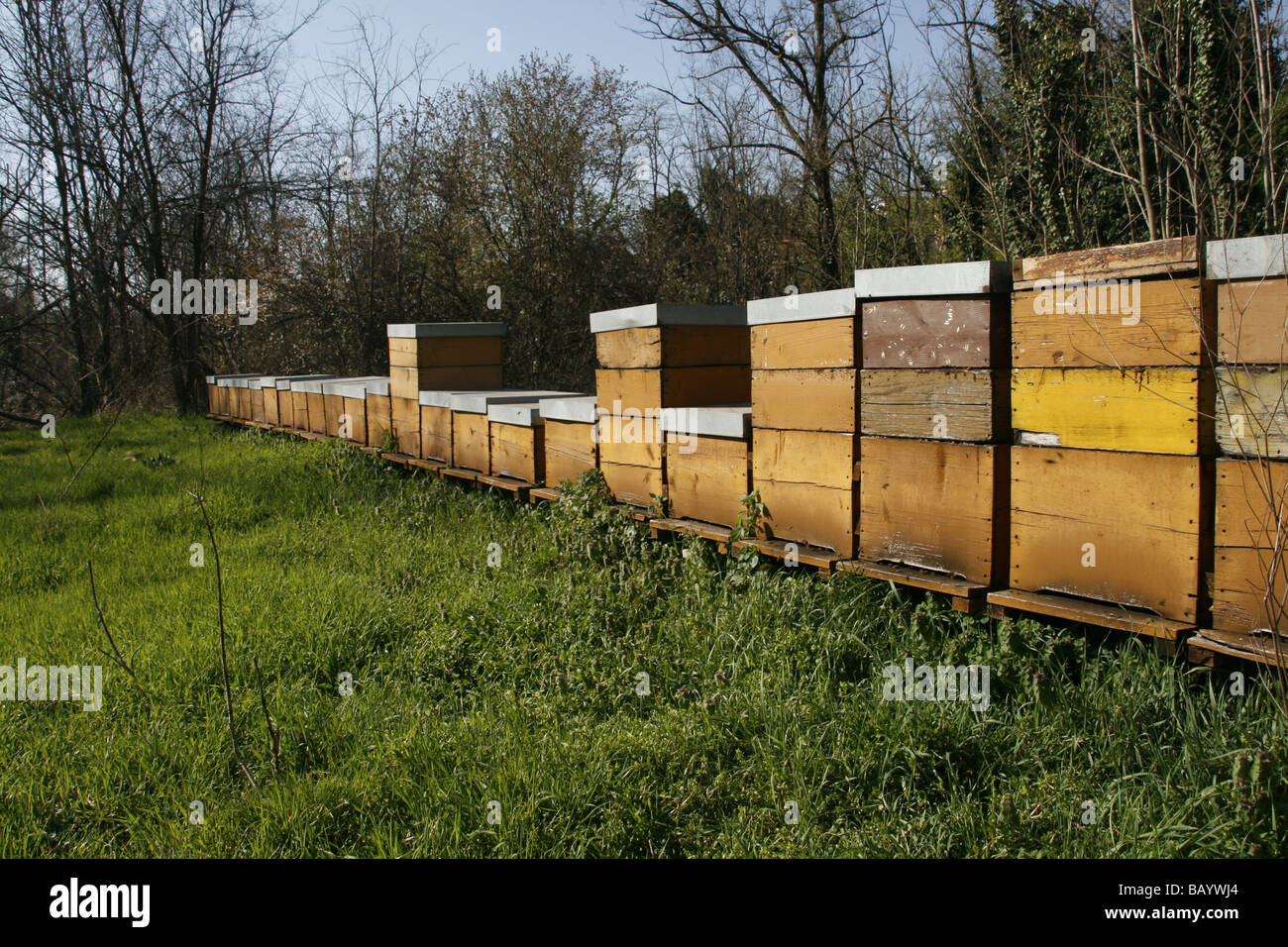 many bee hives in field in countryside Stock Photo - Alamy