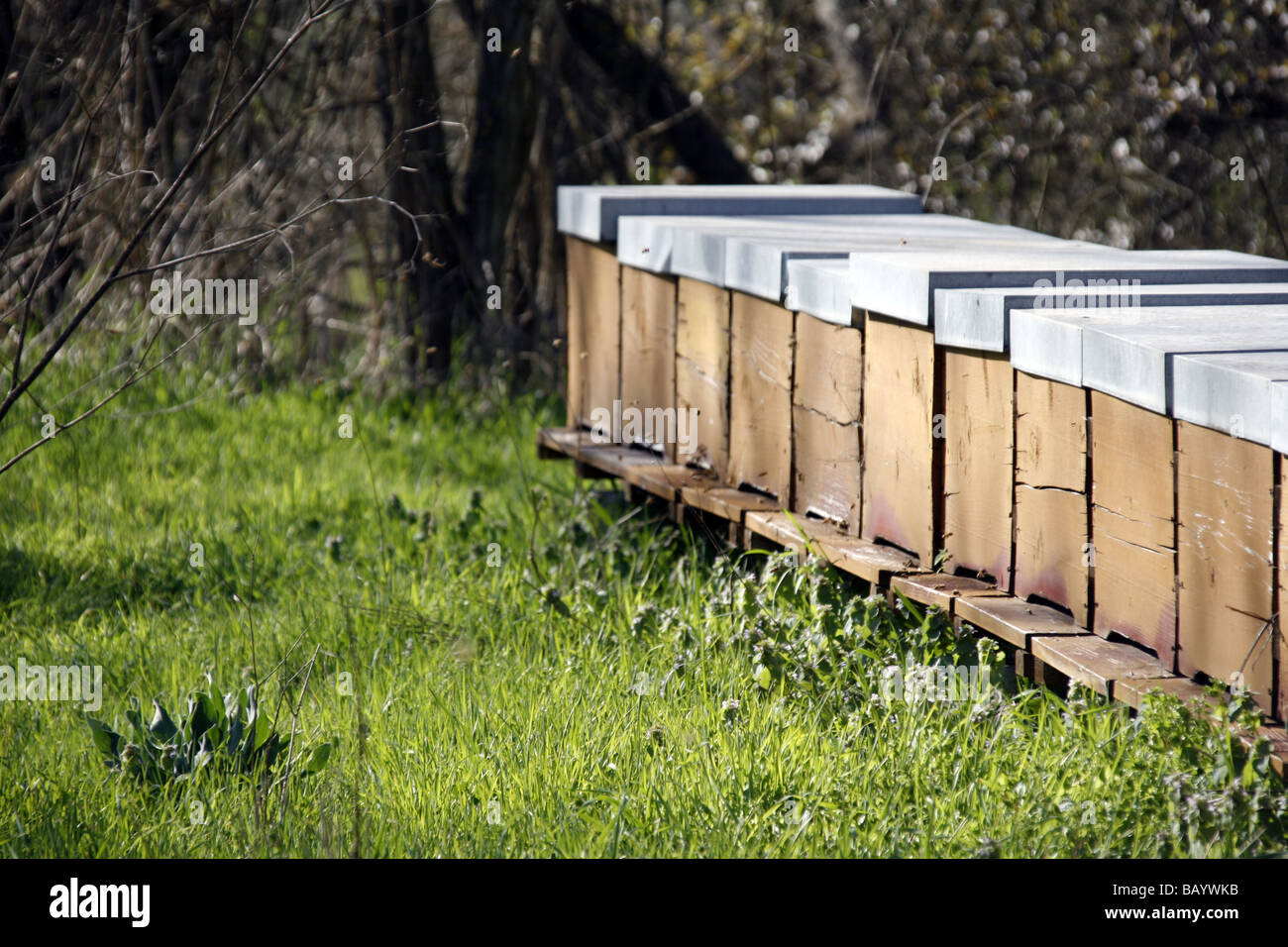 Bee hives in woods hi-res stock photography and images - Alamy